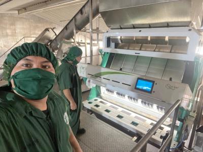 China AI Self Learning CCD Optical Multifunction India Garlic Color Sorter High Accuracy for sale