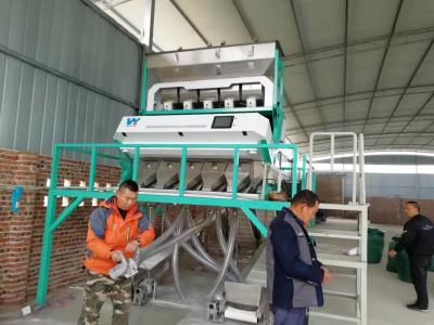 China AI Self Learning CCD Optical Multifunction India Garlic Color Sorter High Accuracy for sale
