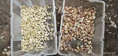 China AI Self Learning CCD Optical Multifunction India Garlic Color Sorter High Accuracy for sale
