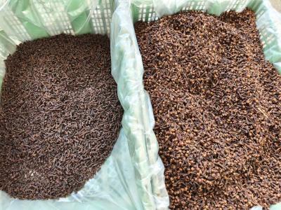 China AI Cloves Color Sorting Machine Headless  Cloves Machine With Deep Learning Shape Sorter Machine for sale
