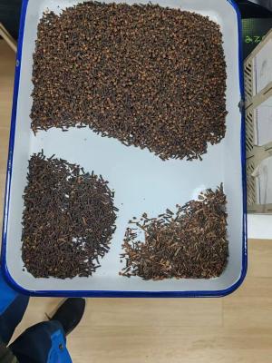 China AI Cloves Color Sorting Machine Headless  Cloves Machine With Deep Learning Shape Sorter Machine for sale