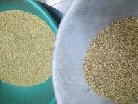 China High Precision Coriander Seed Sorting Machine 200kg/h Throughput for sale