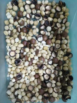 China The Most Popular Optical Macadamia Nuts Color Sorter For Separating Nuts and Shells for sale