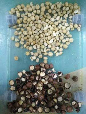 China The Most Popular Optical Macadamia Nuts Color Sorter For Separating Nuts and Shells for sale