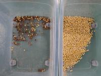 China 15 inch screen Nuts Color Sorter , Intelligent Smart Hazelnut Sorting Machine for sale