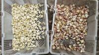China WENYAO Peeled Garlic Separating Machine with high frequency ejectors for sale