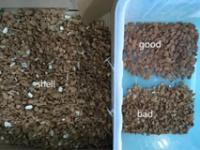 China 240V 50Hz 3t/h Almond Sorting Machine 700kg Automatic computing for sale