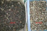 China 2 Chutes Areca Nut Sorting Machine , WIFI remote control nut processing machine for sale