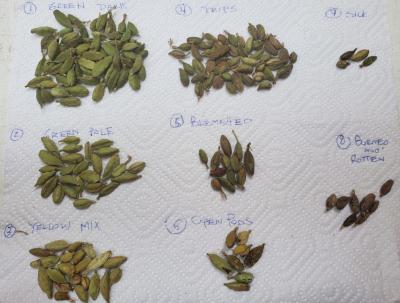 Cina Selezionatore di colore di 512 fagioli dei canali, controllo di WIFI del vaglio del cardamomo di 8 scivoli in vendita