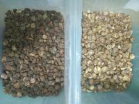 China 128 Channels Mini Nuts Sorting Machine , CE Approved almond sorter for sale