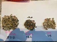 China RGB CCD camera Multifunction Color Sorter , Green Beans Coffee Bean Sorting Machine for sale