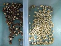 China 10 Chutes Macadamia Sorting Machine Toshiba 5400 CCD Sensor for sale