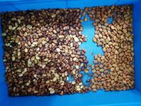 China Broad Bean Color Separator With High Resolution Monochromatic Camera for sale