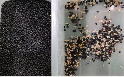 China 6 Chutes Multifunction Wenyao Color Sorter With NIR Camera Rust Protection for sale