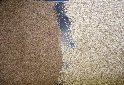 Cina I 128 canali automatici 2 fa scendere il selezionatore per mezzo di uno scivolo di colore del grano per la segale dell'orzo del grano in vendita