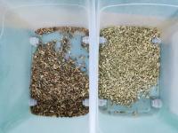 China Optical cardamom colour sorting machine Multifunction for sale