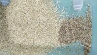 China CCD Mini Brown Rice Color Sorting Machine 32 Channels for sale