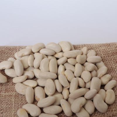 China High Output Farmland Automatic Haricot Navy Beans Color Sorter Popular in the USA for sale
