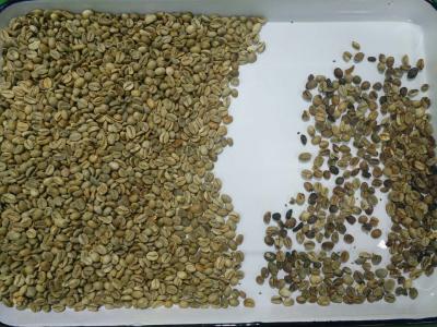 China Home Used Mini Coffee Beans Color Sorter CCD Lentil Kidney Soybean Electric Sorting Machine for sale