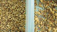 China Wenyao Nut Sorting Processing Machine CCD Camera AI Nut Color Sorter for sale