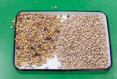 Cina Caffè multifunzionale ottico Bean Dried Nuts Color Sorter del tè del vaglio di colore del cardamomo in vendita