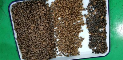 China Roter grüner Durchsatz Bean Cardamom Multifunction Color Sorters 3t/H zu verkaufen