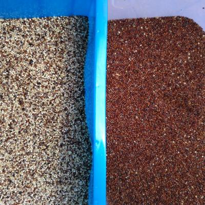 China Las nueces de macadamia de México colorean el clasificador con la cámara CCD a todo color en venta