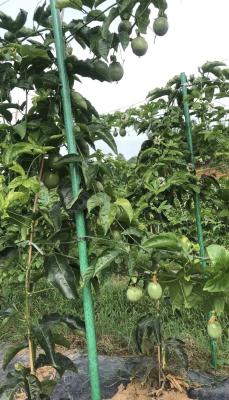 China Aanbevolen service voor het snijden van FRP-buisposten voor de ondersteuning van bomen in de boomgaard in de kas Te koop