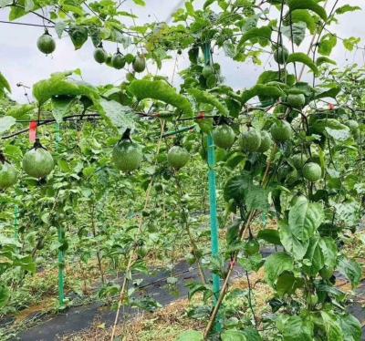 China Aanbevolen service voor het snijden van FRP-buisposten voor de ondersteuning van bomen in de boomgaard in de kas Te koop