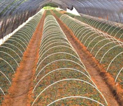 China 1 m a 11,6 m de comprimento Rodas de fibra de vidro GFRP para apoio de túneis agrícolas à venda