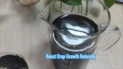 Boost Crop Yields With Amino Acid Paste Fertilizer