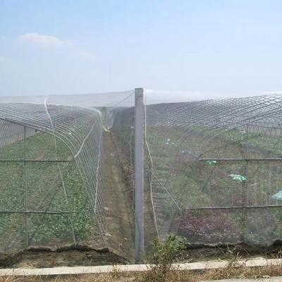 China PE Agriculture Polyethylene Insect Mesh Net for Trees and Vegetable Gardens 20 Mesh Anti Insect Folding for sale
