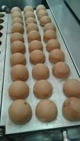 China Panasonic Sensor 380V Kaya Bun Bread Production Line Automatic for sale