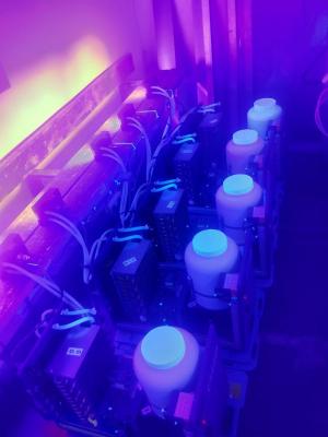 Cina luce UV 365nm 385nm 395nm 405nm LED di porpora UV del modulo di 1300W per il trattamento UV in vendita