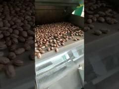 De Kleurensorteerder van 500 Kgs/H-Capaciteitsbonen CCD met 32 Uitwerpers