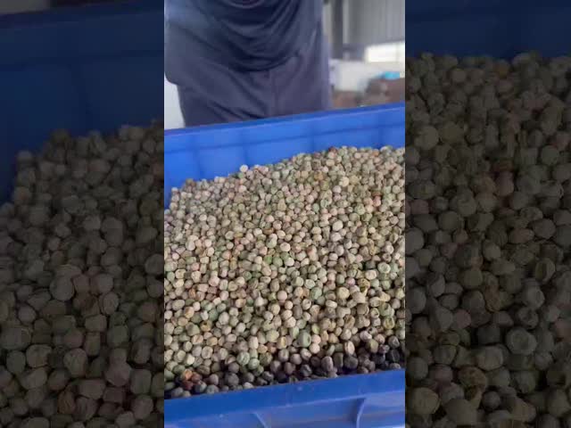 Sortitore di piselli ad alta precisione 3-5 tonnellate all'ora