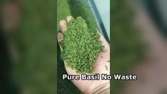AI Belt-Type Color Sorter for Basil