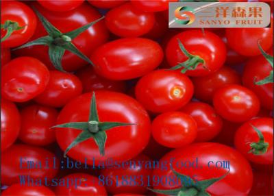China Canned Tomato Paste Tomato Ketchup Sachet Tomato paste Canned Puree for sale