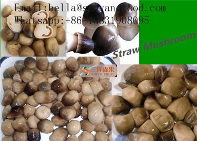 China Canned Strawmushroom Canned Mushroom Canned Food for sale