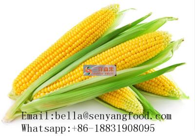China Natural Food Canned Sweet Corn with Whole Kernel in Tin Can Food for sale