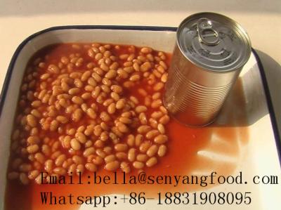 China canned white kidney beans in tomato sauce canned food for sale