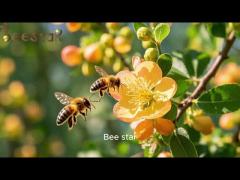 Bijenproducten Cream Biologische honing Bijenmelk Vers Bijenvlees