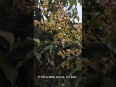 Frisch gepresste Jujube-Blumen-Honig-Wassertrennung Typ zum Trinken mit natürlichen Bienenprodukten und Anti-Aging-Effekte