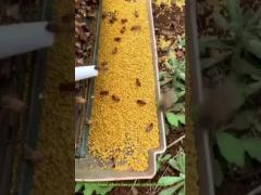 Del polline fresco puro del tè dell'ape degli alimenti della fabbrica vendita naturale direttamente