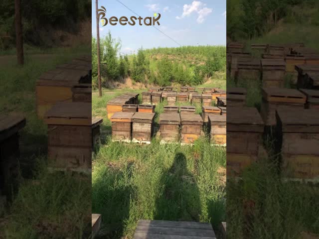 Colore giallo dei nuovi guanti caldi spessi di stile affinchè apicoltura proteggano gli apicoltori