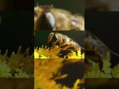 Zuivere natuurlijke bijenhoning Reststoffen Vrije meerbloemige honing 100% Zuivere rauwe honing