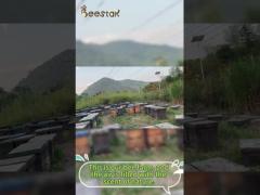 自流蜂巣 木造の蜂巣とフレーム 養蜂のための松の木