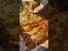 Miele di api naturale Miele di longan Miele crudo puro per il consumo diretto