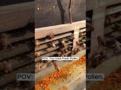 Customized high quality Raw Fresh Bee Pollen Bee Vitamins New Fresh Natural Bee Products