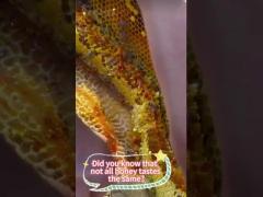 hand-cranked honey can better preserve the nutrition and original flavor of honey